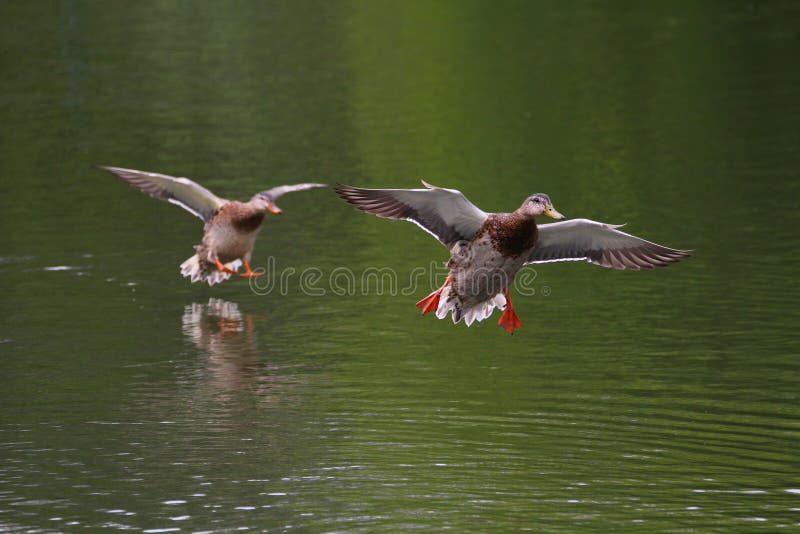 Ducks flying over water stock image. Image of flying - 10729919