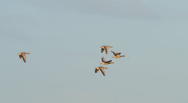 Ducks Flying in a Blue Cloudy Sky in Sunlight Stock Photo - Image of ...