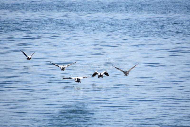 Ducks Flying in Formation on a Summer Day Stock Photo - Image of aviary ...