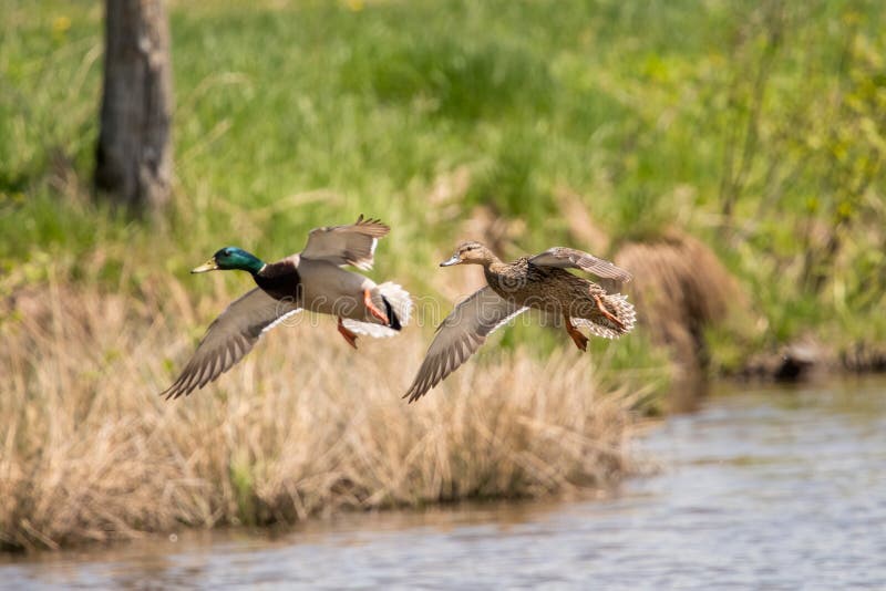Ducks flying low stock photo. Image of seabird, nature - 266712708