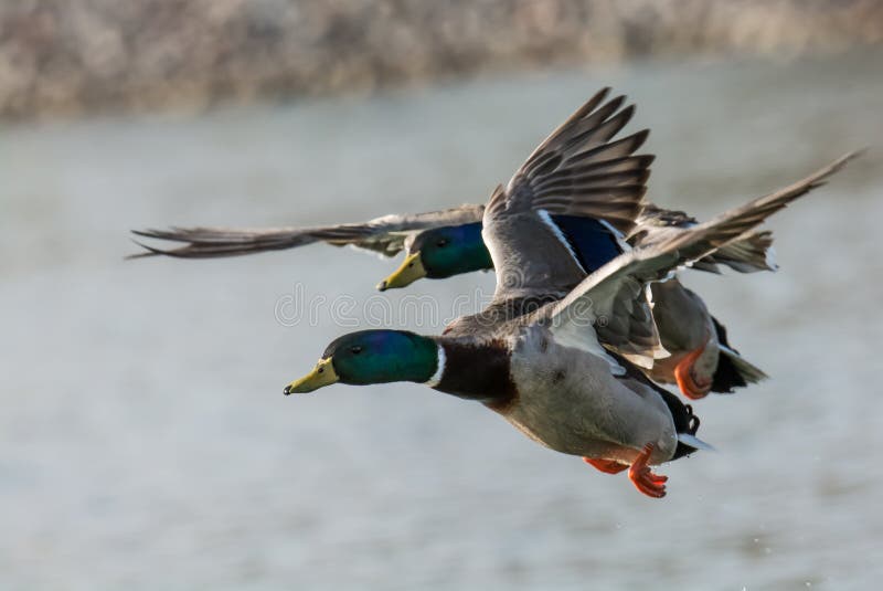 Ducks flying over a lake stock photo. Image of lovers - 36027770