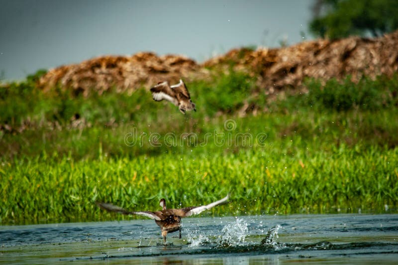 Ducks Flying Over the Pond with Ducks Stock Image - Image of duck ...