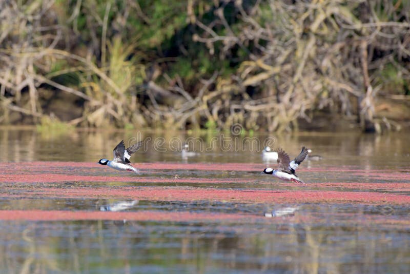 Ducks Flying Over Red Algae Stock Image - Image of likely, reflection ...