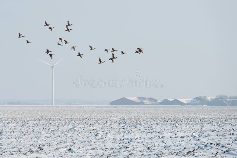 Ducks Flying Over a Snowy Field Stock Photo - Image of countryside ...