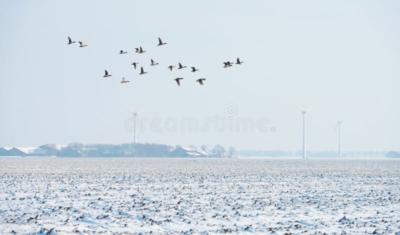 Ducks Flying Over Snowy Field Stock Photos - Free & Royalty-Free Stock ...
