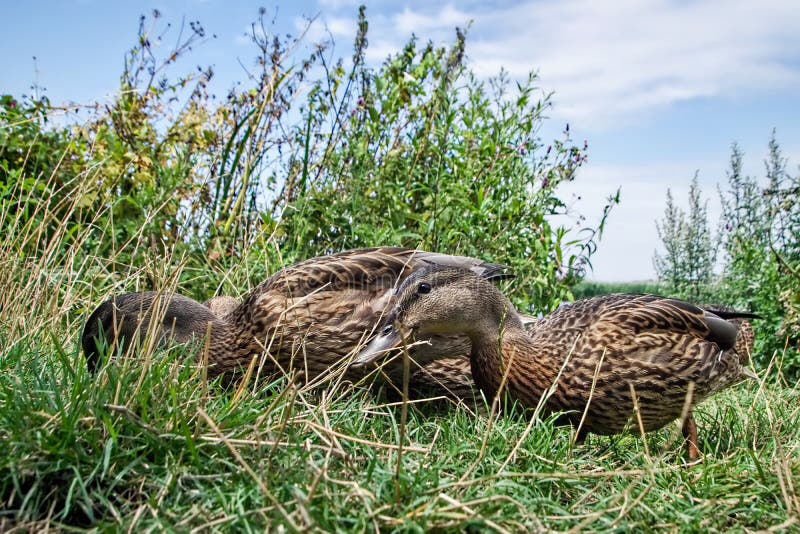 Ducks Foraging in the Grass Stock Image - Image of waterfowl, mallard ...