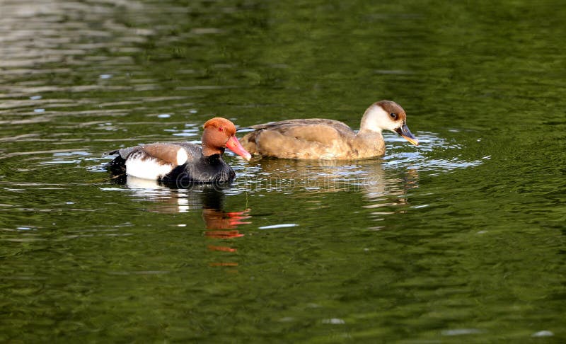 Ducks foraging stock photo. Image of pattern, birds, outdoor - 30329912