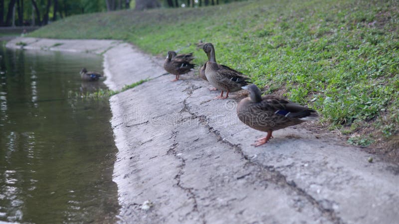 Ducks in the Fresh Air. Ducks Rest by the Pond Stock Photo - Image of ...