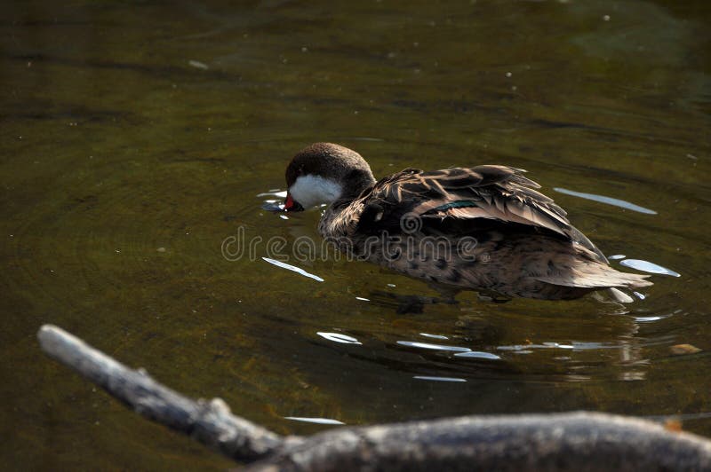 Ducks stock image. Image of color, biology, living, freshwater - 212789651