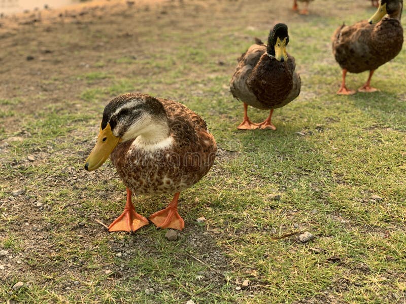 Ducks in front of a Lake stock photo. Image of park - 195826304