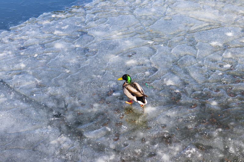Ducks on Frozen Lake. Nature Stock Illustration - Illustration of ...