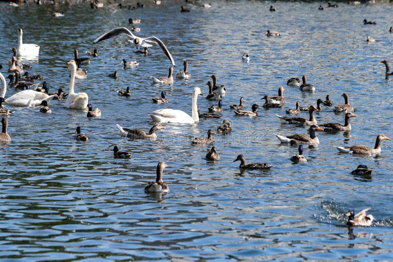 Ducks and gees in a pond stock image. Image of feathers - 172946819