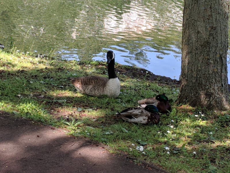 Ducks and Geese Together by the Tree and River Stock Image - Image of ...
