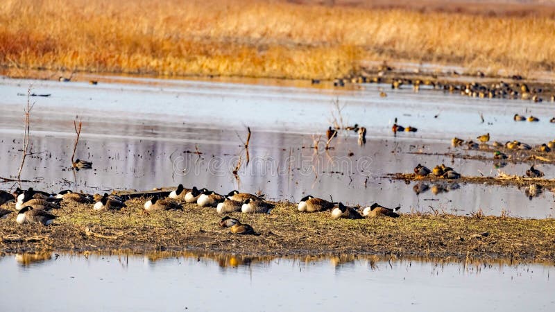 Ducks and Geese Rest at Cannon NWR Stock Image - Image of season ...