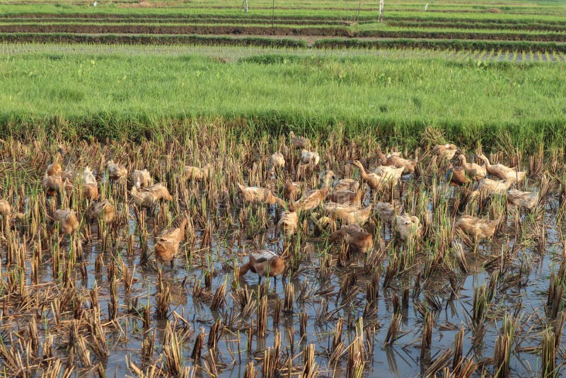 Ducks and Geese in the Rice Fields. Stock Photo - Image of bird, wild ...