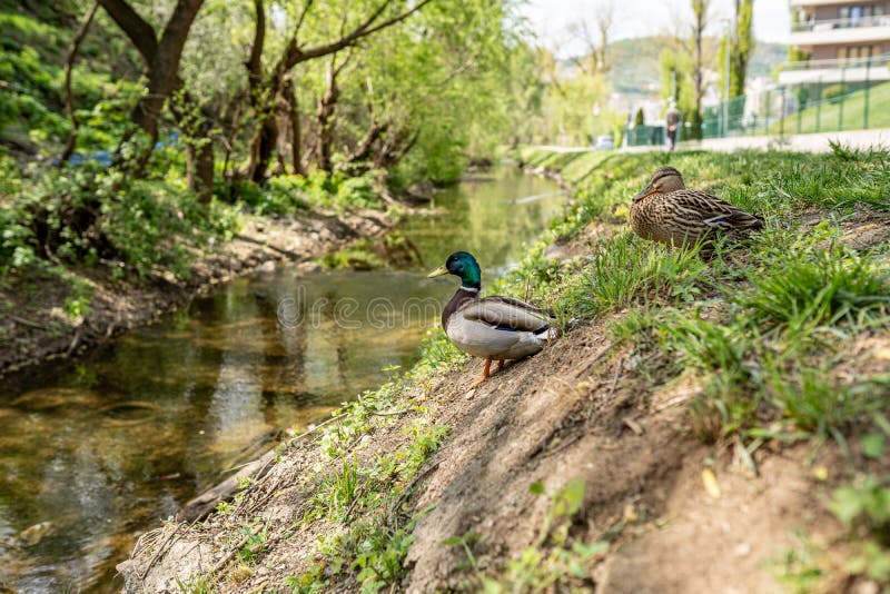 Ducks Going on an Adventure Stock Photo - Image of duckling, animals ...