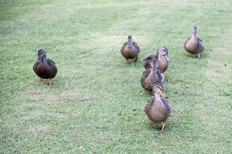 Ducks Tan duck closeup stock image. Image of closeup - 43186517