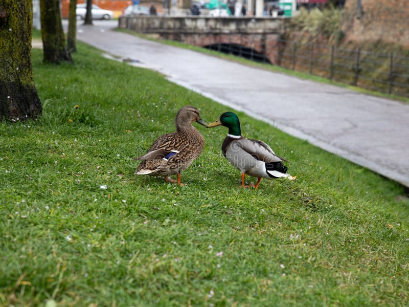 Ducks on Grass: Natural Bird Scene in Park Stock Photo - Image of ...