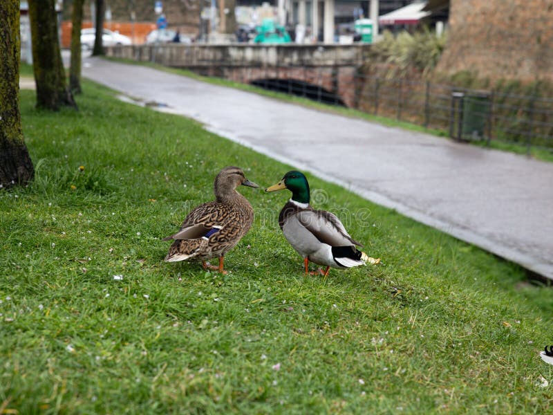 Ducks on Grass: Natural Bird Scene in Park Stock Photo - Image of avian ...