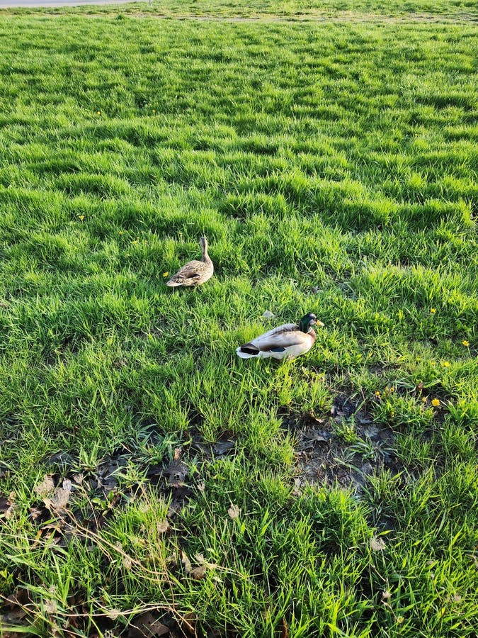 Ducks in the Green Grass stock image. Image of flower - 277569359