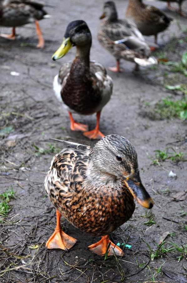 Ducks are on the Ground Closeup Stock Photo - Image of background ...