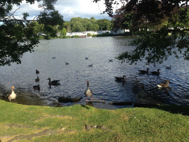 Ducks at Haggerston castle stock photo. Image of waterfowl - 59894392