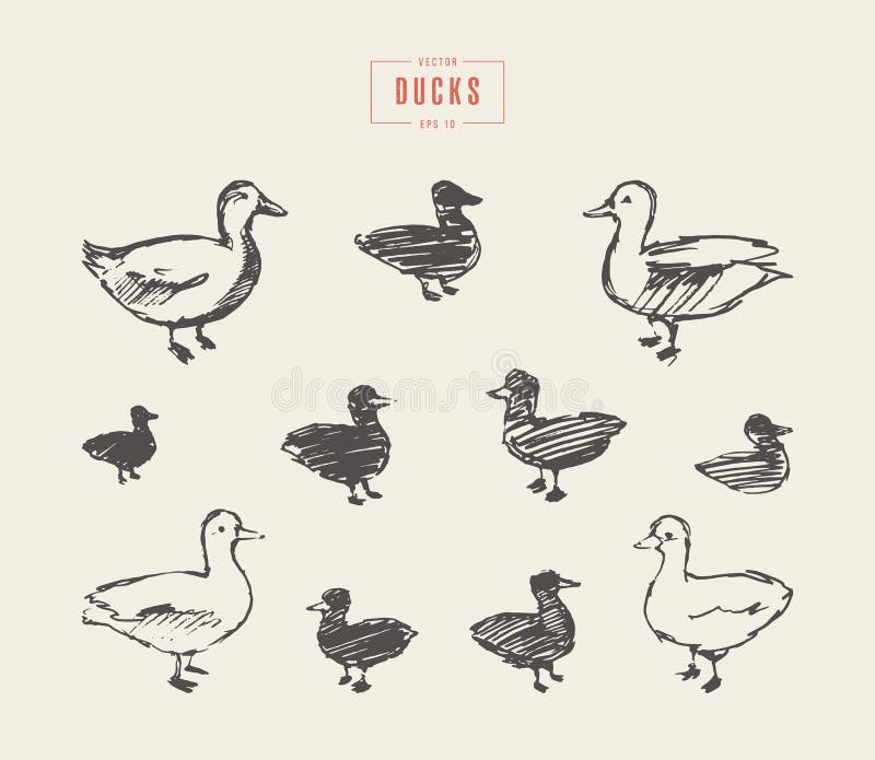 Ducks Hand Drawn Vector Illustration Sketch Stock Vector - Illustration ...