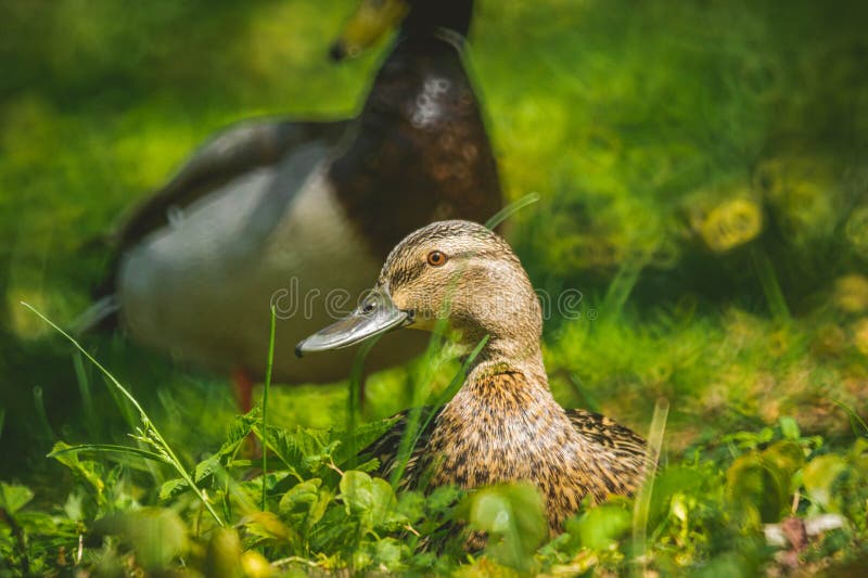 Ducks Hiding in the Bushes by the River Stock Photo - Image of green ...