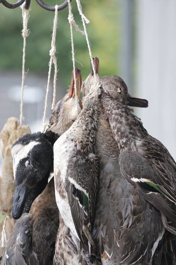 Ducks after the hunt stock image. Image of nature, hunt - 125075149