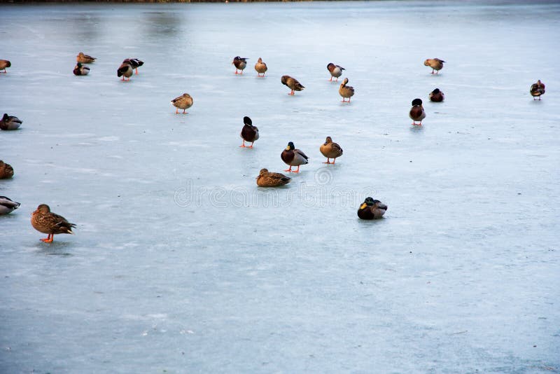 Ducks on ice stock image. Image of cold, head, animals - 37618561