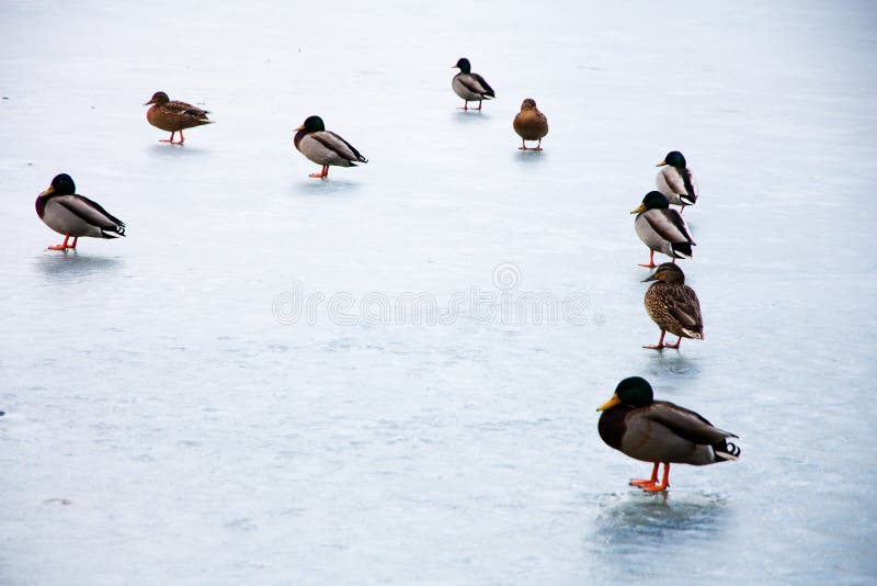 Ducks on ice stock photo. Image of animals, detail, beak - 37618594