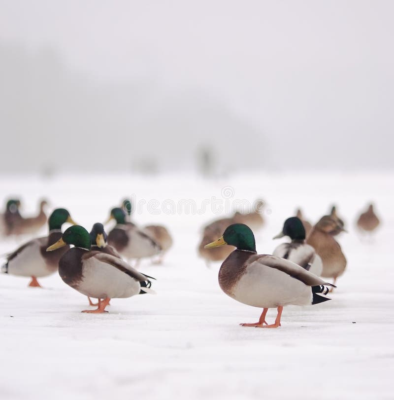 Ducks on ice and fishermen stock image. Image of white - 15500953