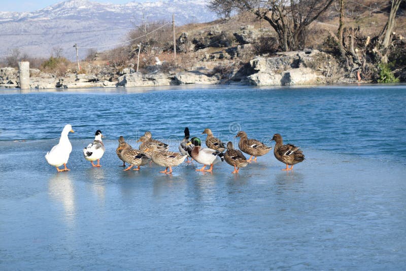 Ducks on ice stock image. Image of blue, outdoor, mallard - 84561919