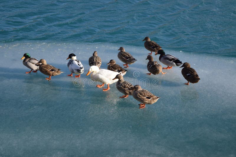 Ducks on ice stock image. Image of mallard, winter, naturelover - 84615577