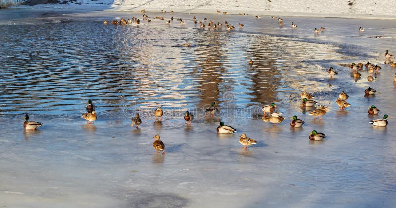 Ducks on ice frozen river. stock photo. Image of brown - 127932908
