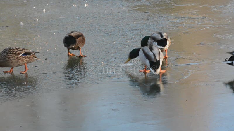 Ducks ice-skating stock footage. Video of common, balance - 84593670