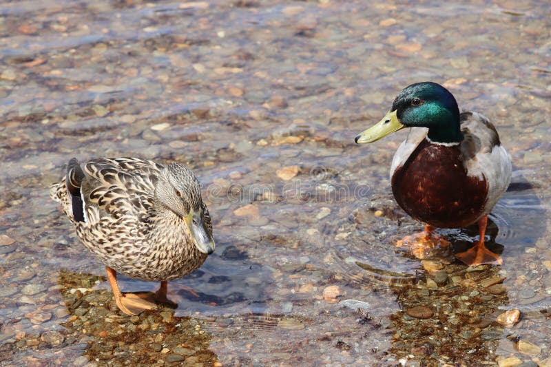 Ducks in Ireland stock image. Image of mallard, ornithology - 320975855