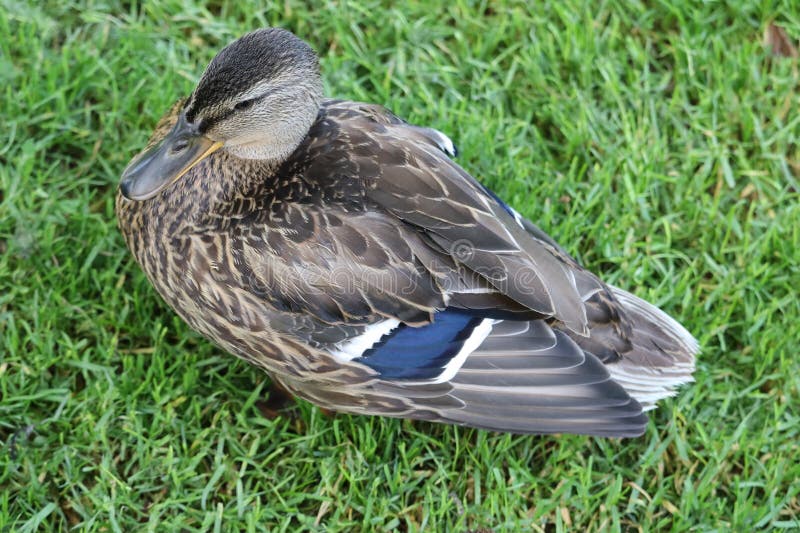 Ducks in Ireland stock photo. Image of beak, live, nature - 282977158