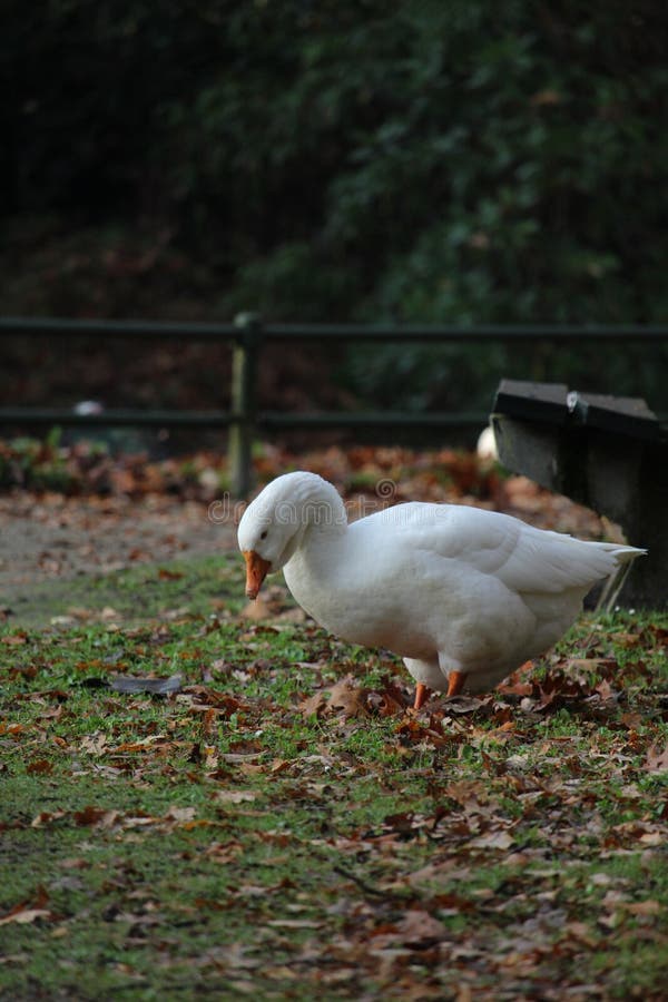Ducks stock image. Image of wildlife, domestic, lake - 131584297
