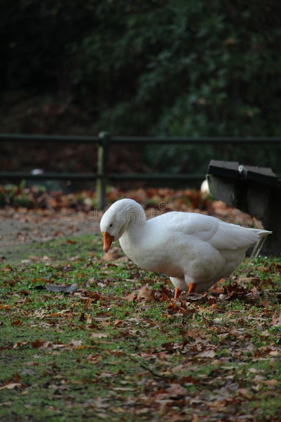 Ducks stock image. Image of wildlife, domestic, lake - 131584297