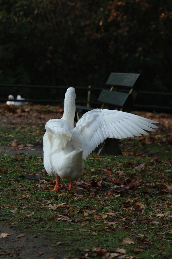 Ducks stock image. Image of beak, birds, animal, water - 131584431