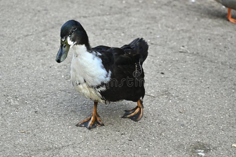 Muscovy and Mallard Duck Hybrid 8 Stock Photo - Image of birds, fertile ...