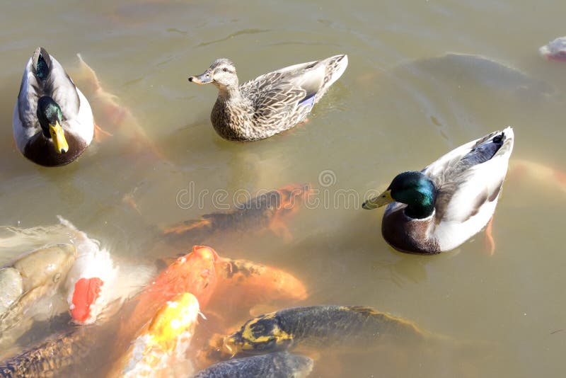 Ducks koi fish in pond stock image. Image of beautiful - 26935031