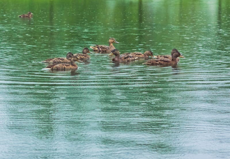 Ducks on the lake stock image. Image of green, safe, outdoor - 25603405