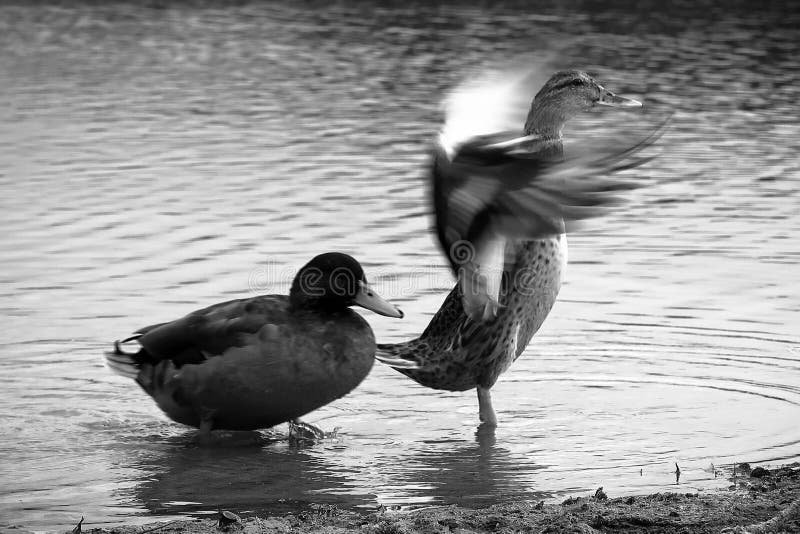 Balck Whit Notice Stock Photos - Free & Royalty-Free Stock Photos from ...