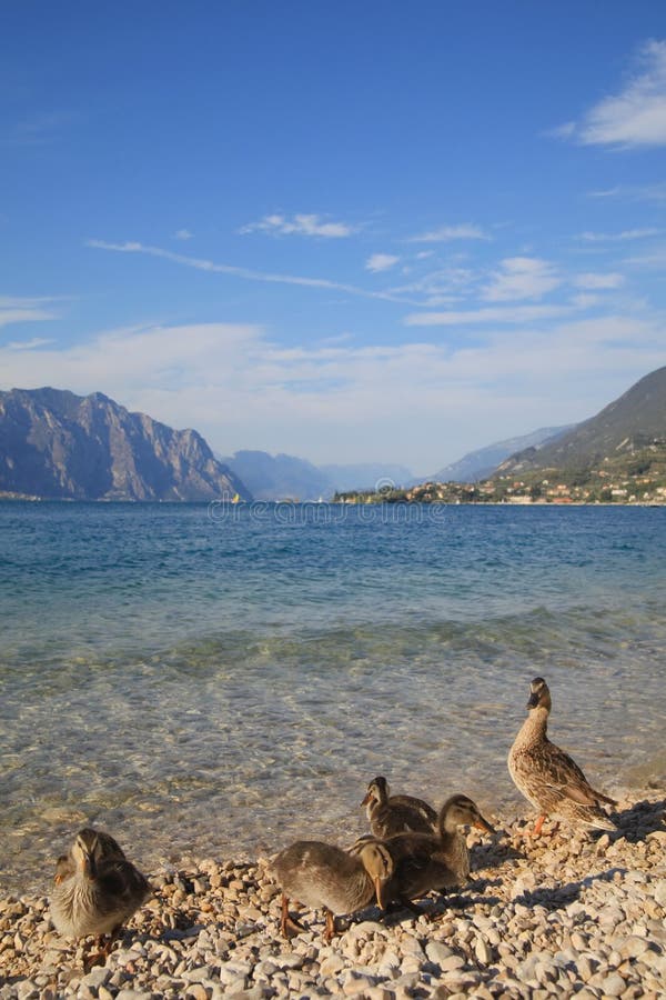 Ducks lake beach stock image. Image of drake, lake, american - 66084319