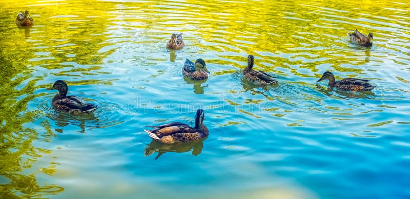 Ducks on the lake stock photo. Image of duck, green - 100049758