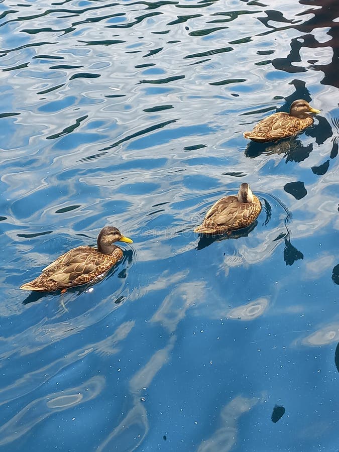 Ducks in the lake at dawn stock image. Image of painting - 256978203