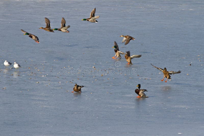 Ducks on ice stock image. Image of duck, light, frozen - 125077455