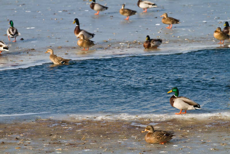 Ducks on ice stock image. Image of danmark, calm, water - 125077695